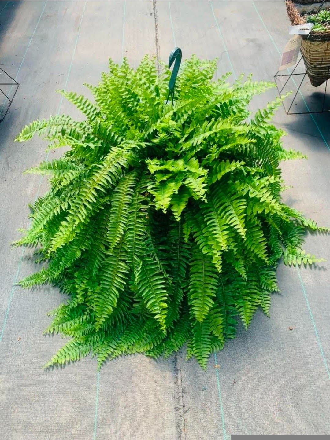 10 Inch Hanging Ferns PRE ORDER- APRIL 11TH | The Farmer's Wife